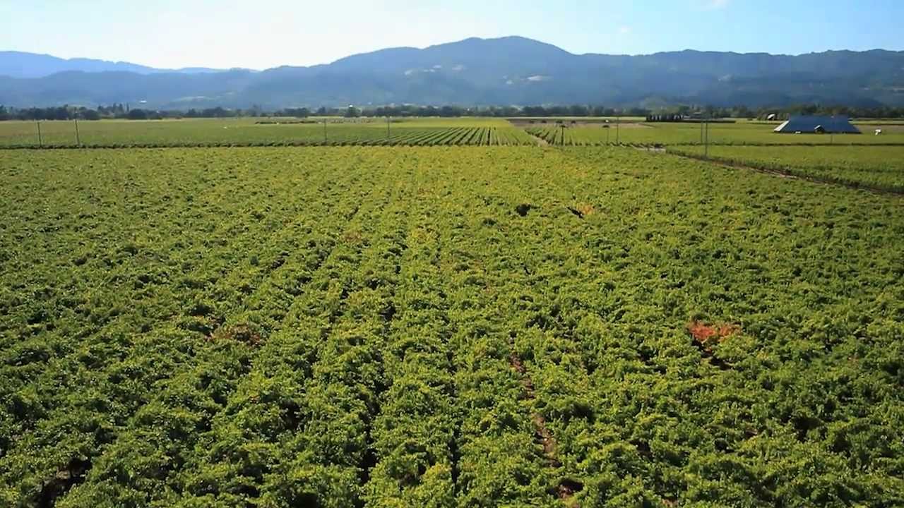 Rutherford Dust Society Video - YouTube