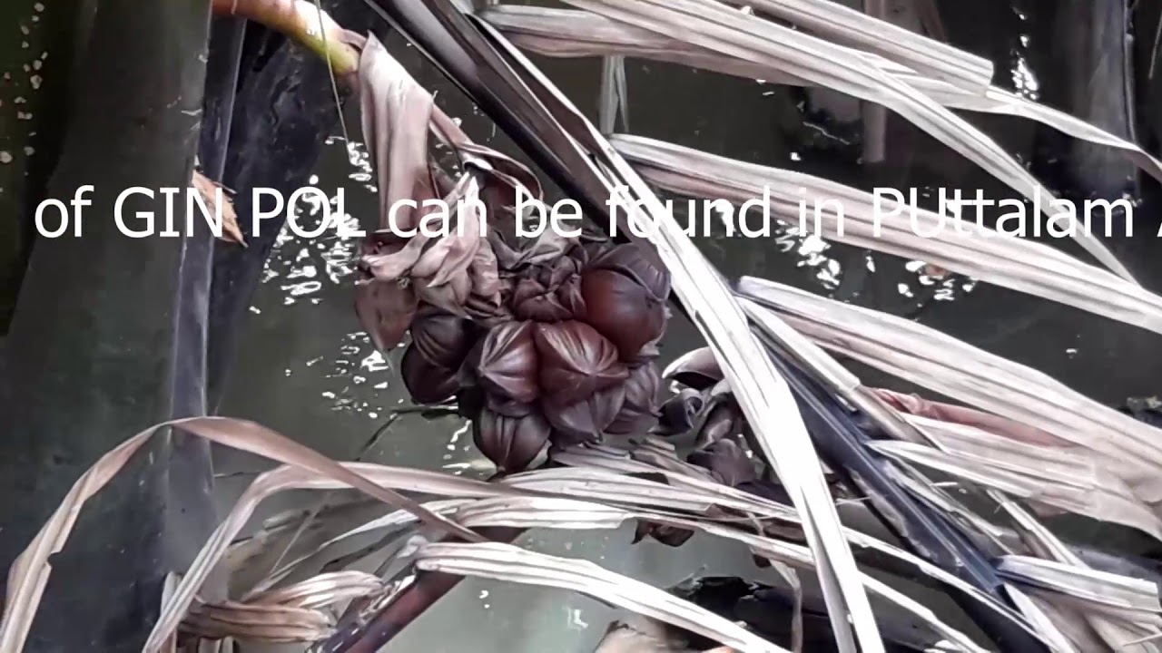 COCONUT OR NOT || GIN POL / අපේ ගුරු - YouTube