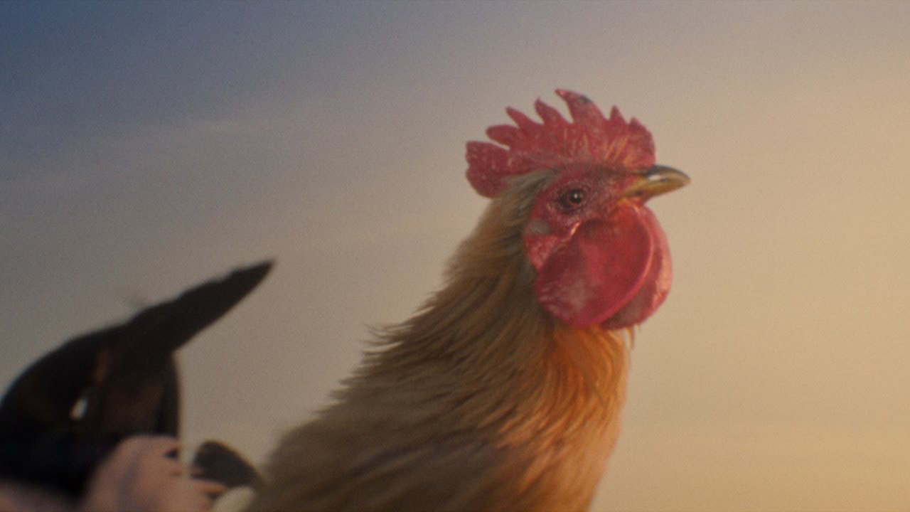 Tomorrow is on. Animation CG rooster - YouTube