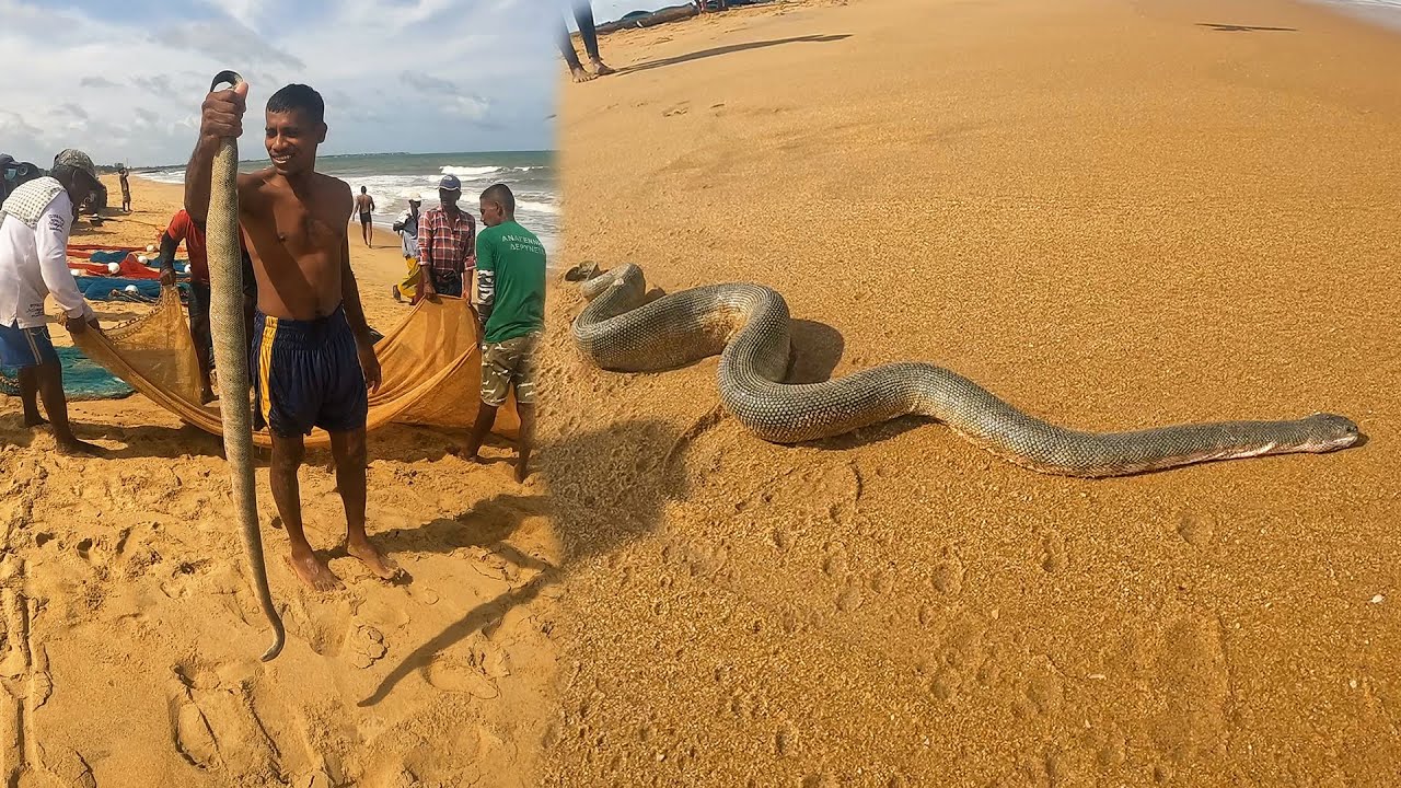 😱 Deadly Encounter : Caught A Giant High Poisonous Sea Snake in Seine ...