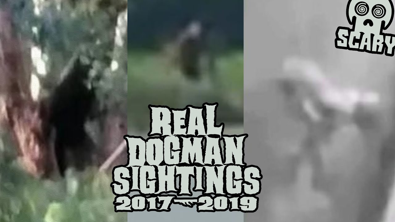 Dogman Sightings & Photos (All True) - YouTube