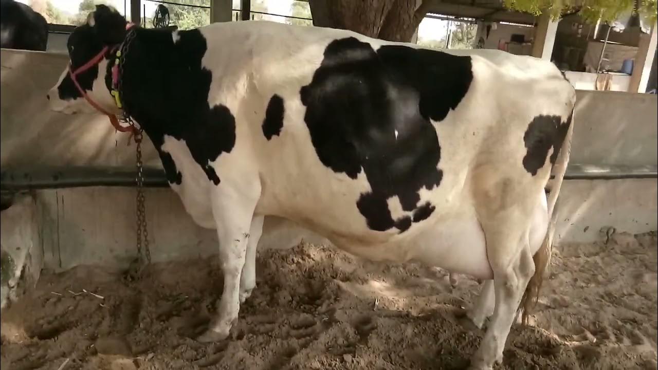 My Farm house Big Udder HF cow - YouTube