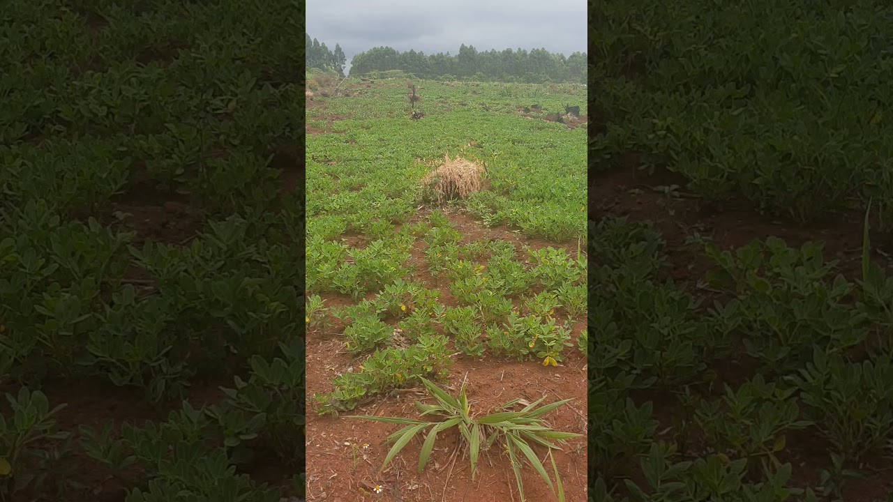 Agrosilviculture System in South Africa Part 1 - Groundnuts and Small ...