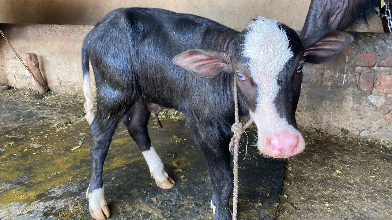 Nili Ravi #507 female #calf #nili_ravi_buffalo #gadvasu - YouTube