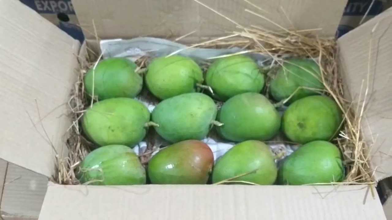 Beauty of konkan (village DABHIL) CITY DAPOLI - YouTube