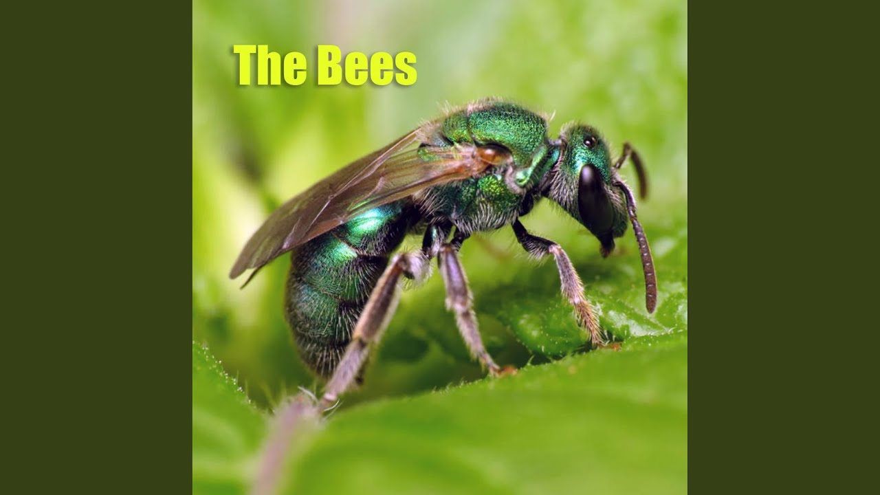 Respect the Trees (feat. Zanabee, Pi Guy & Jack Groseclose) - YouTube