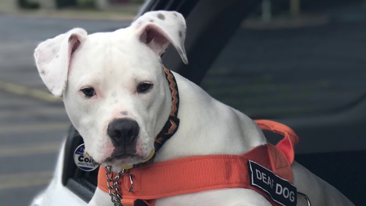 Meet Deaf Dog Cole - YouTube