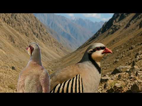 Овози кабки шикори / Голос кеклик / Куропатка / Keklik sesi / Садои кабки нар, наркабк / 