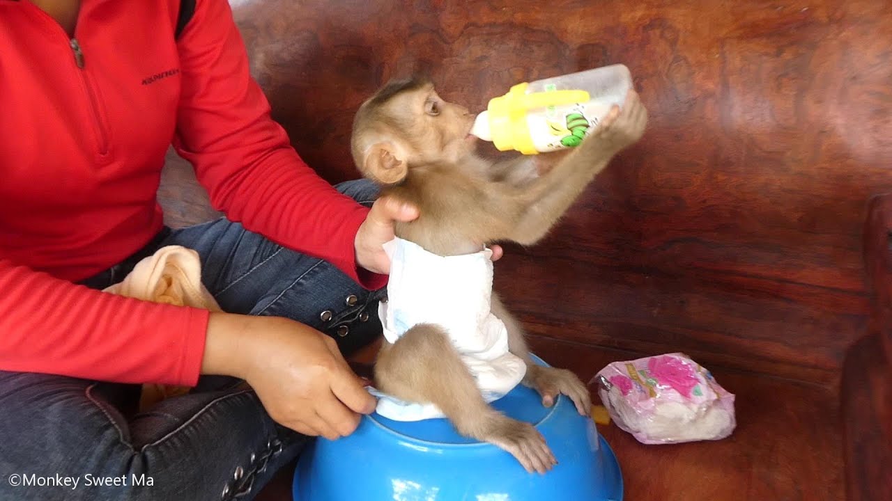 Baby Monkeys With Diapers