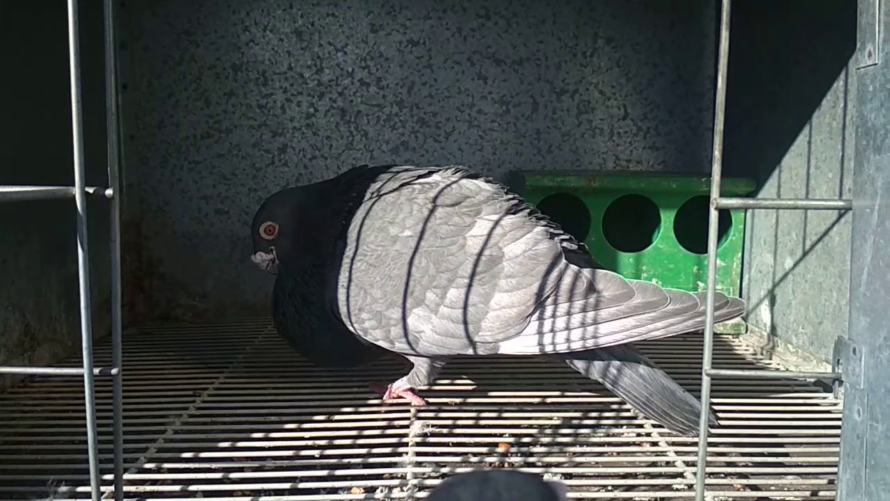 Palomo valenciano de color azul andaluz - YouTube