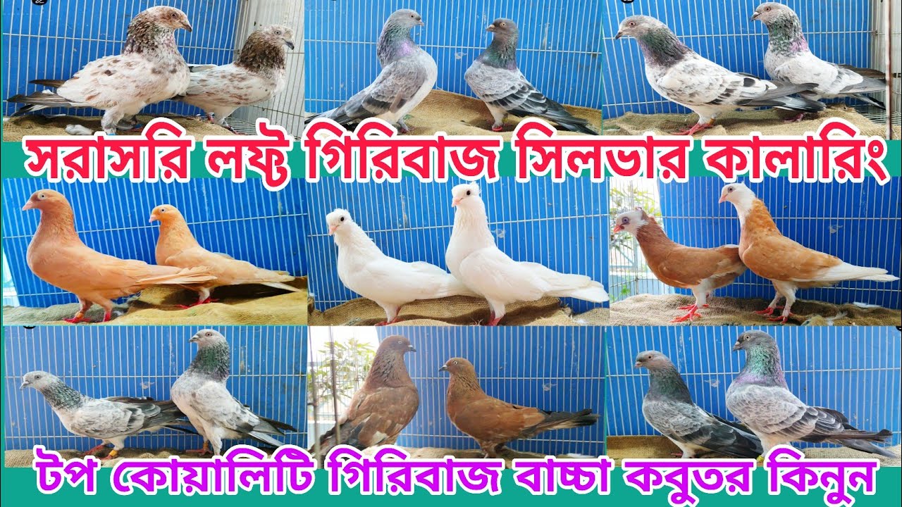 পাল্লা করা গিরিবাজ কালারিং ও সিলভার কবুতর কিনুন সরাসরি লফ্ট থেকে Gribaz ...