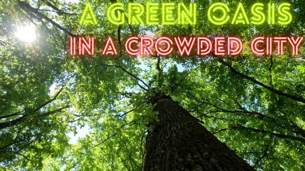 Explore Baneasa Forest - Bucharest - Romania (in 4K) - YouTube