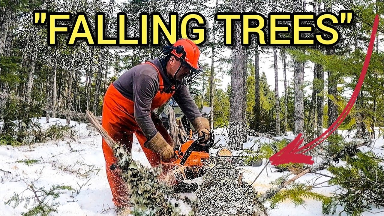 "Falling Trees" Cutting Big Spruce In Newfoundlands Back Country!🌲 And ...