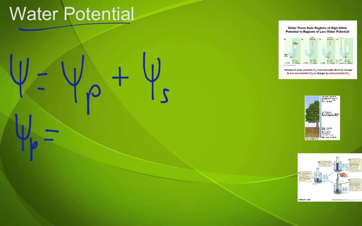 Water Potential - YouTube