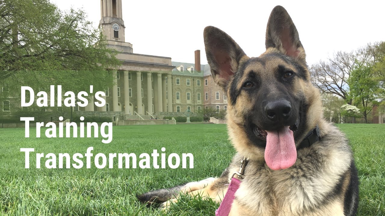 Dallas's Training Transformation: The Incredible K9 - YouTube