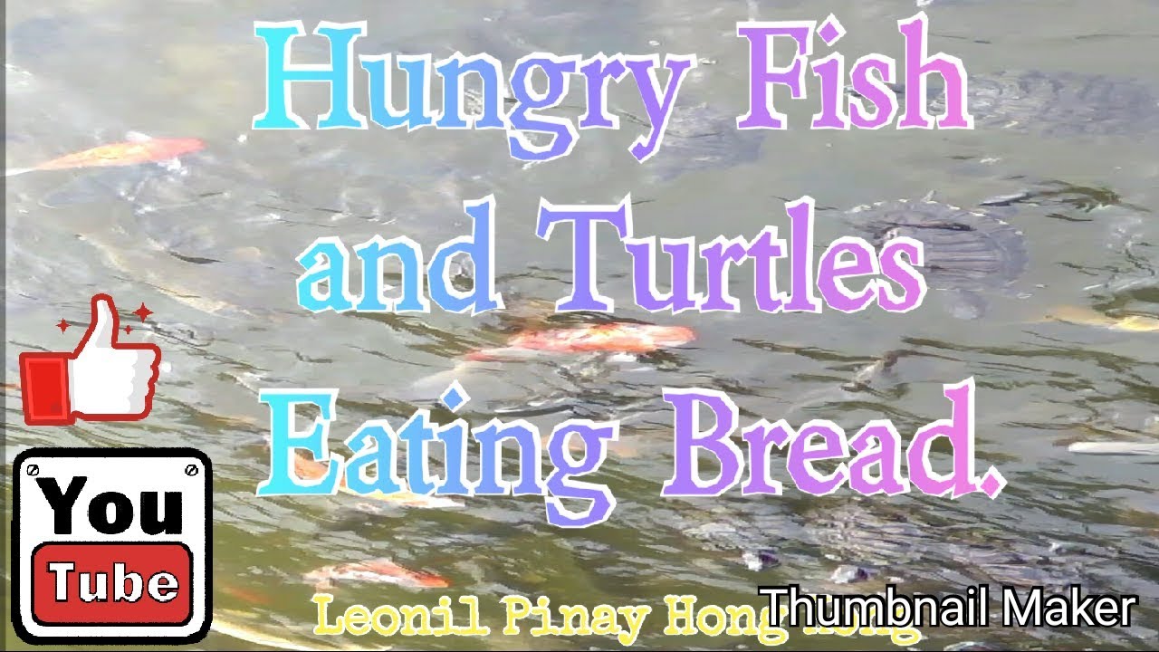 Hungry Fish and Turtles Eating Bread. - YouTube
