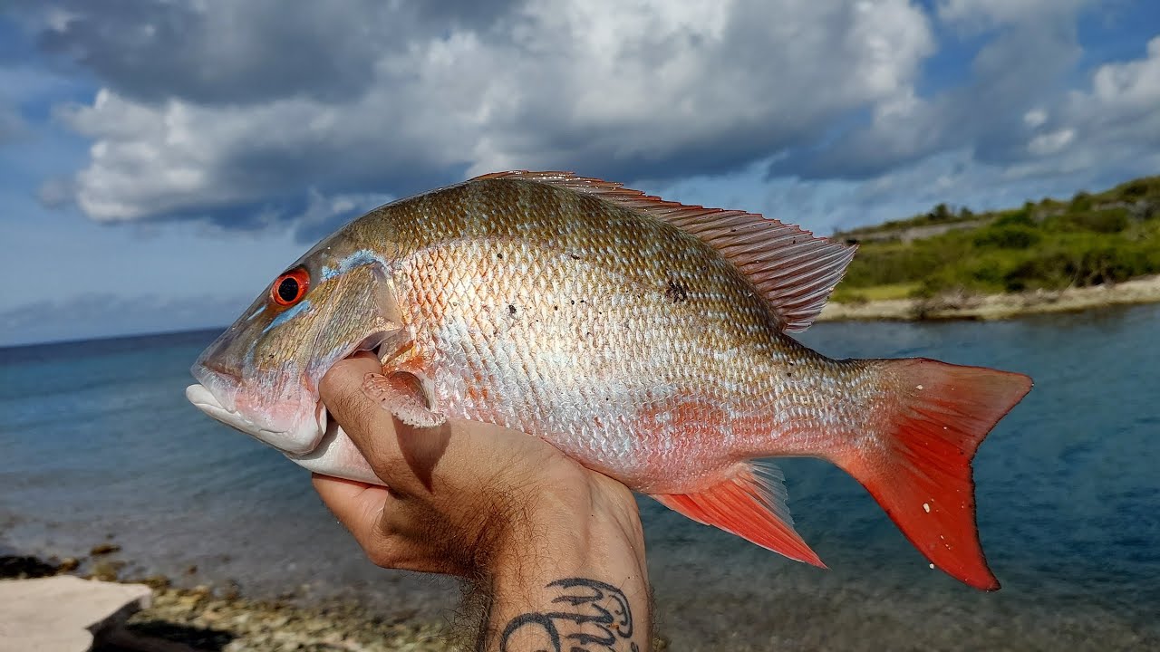 Catching big snapper with small snapper - YouTube