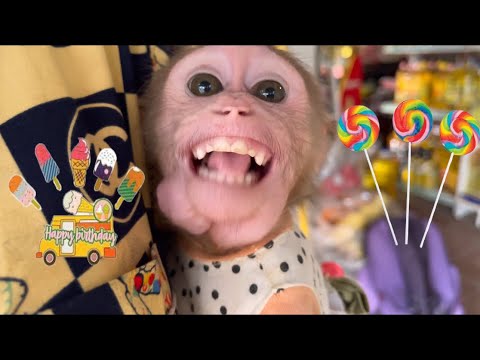 Monkey Baby Bon Tom| Bon Bon monkey laughs and laughs at the ...