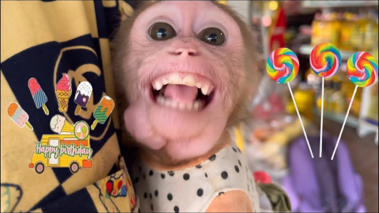 Monkey Baby Bon Tom| Bon Bon monkey laughs and laughs at the ...