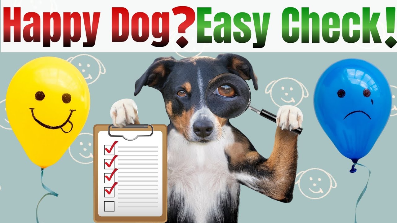 How to Recognize a Happy Dog in 8 mins | Signs your dog is happy - YouTube