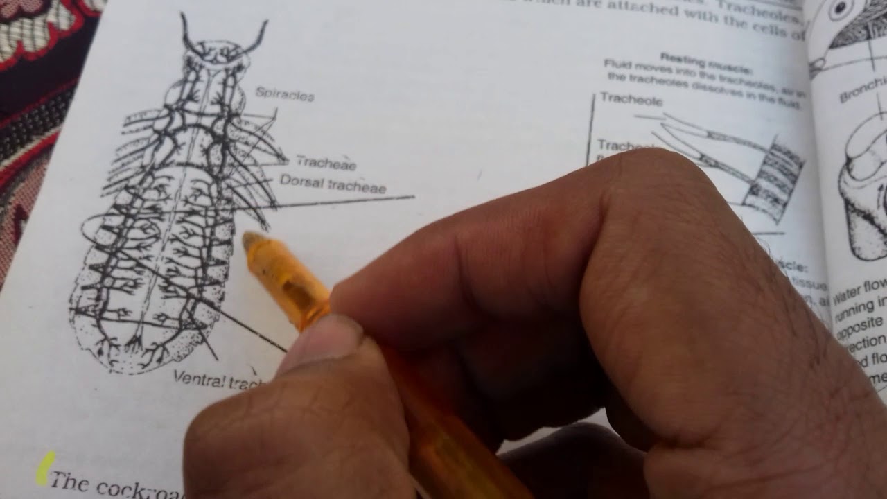 Gas Exchange in Cockroach (chap 13) first year biology - YouTube