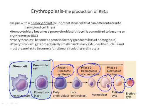 Chapter 17 Erythrocyte Phsiology and Erythrocytosis - YouTube
