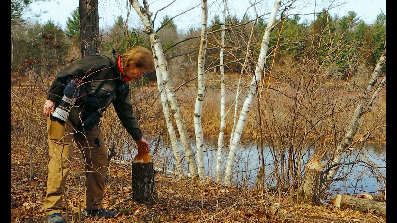 Solo Hiking Adventure: Finding Wildlife at Pinery Provincial Park - YouTube