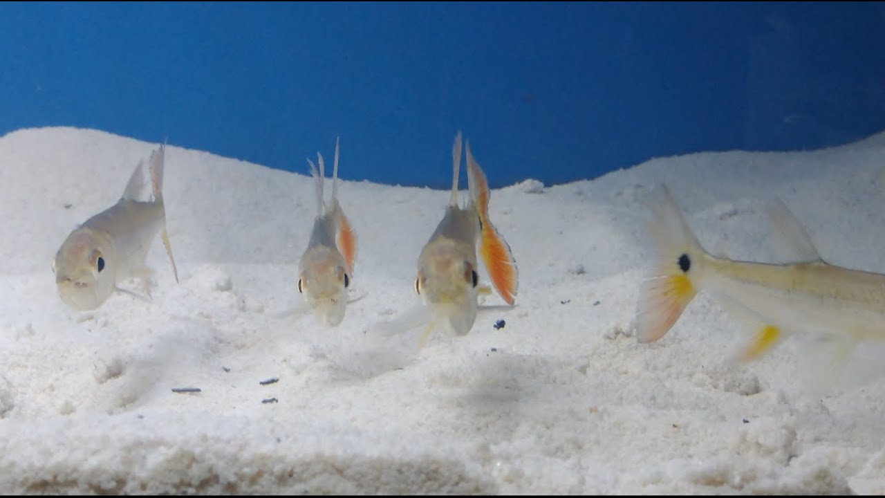 Red Tail Barracuda - Breeding & Spawning #neverdone - YouTube