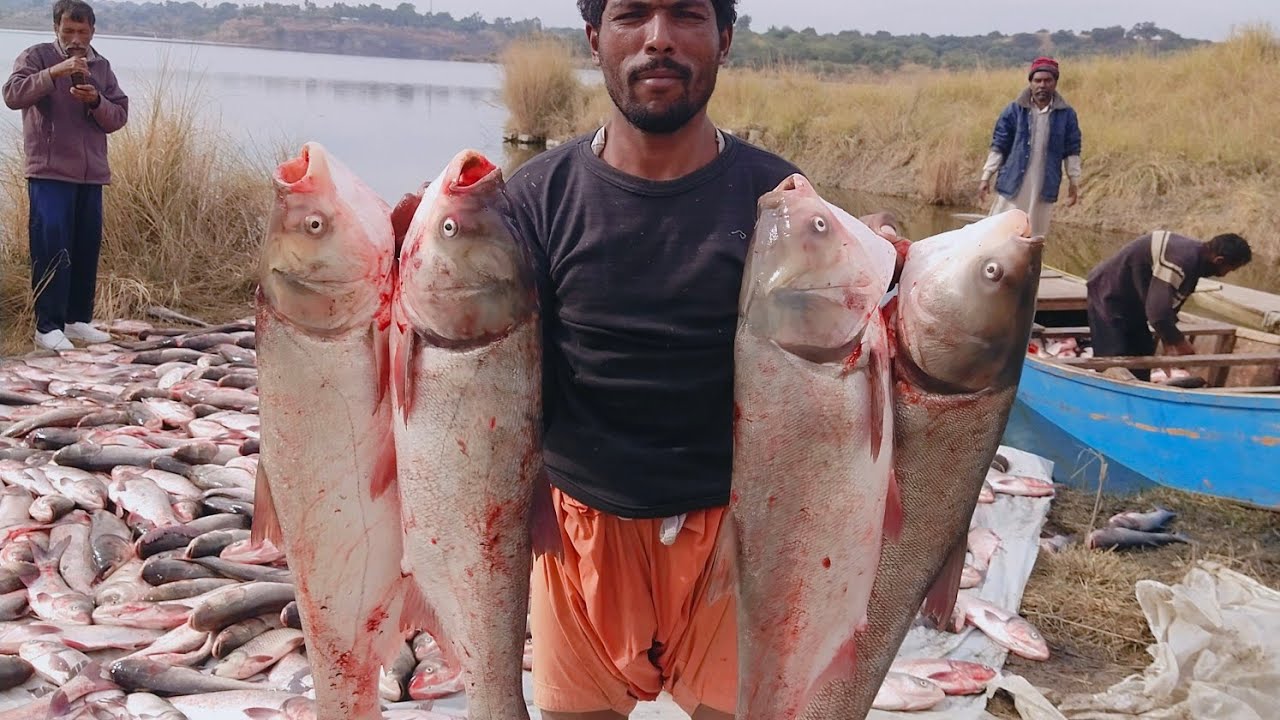 Fishing hunting in Pakistan | Machhali Ka Shikar | By Super Fishing Tv ...