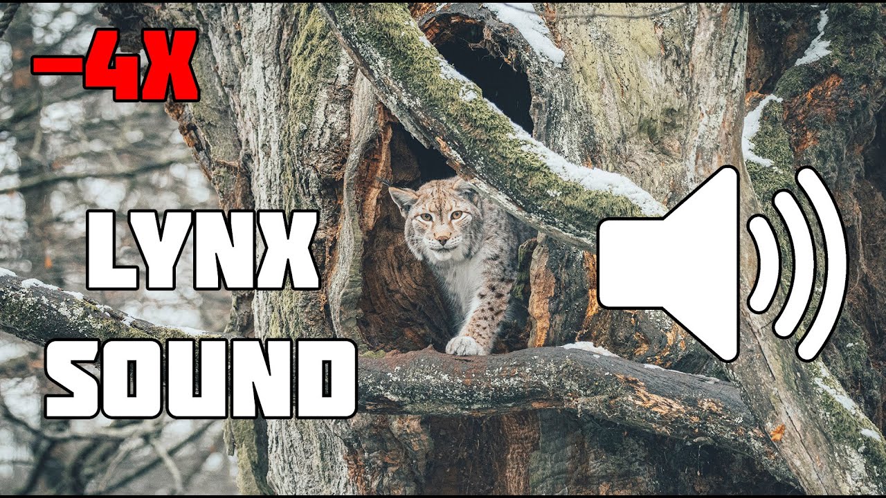 Rice sounds. How lynxes communicate. Slow sounds of lynx. -4X - YouTube
