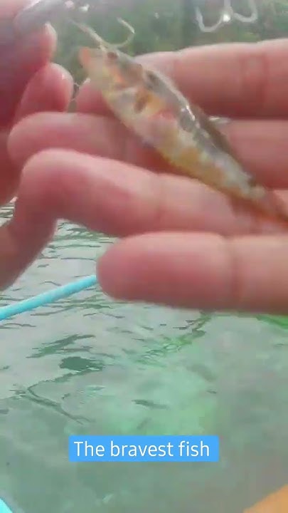 The bravest fish - YouTube