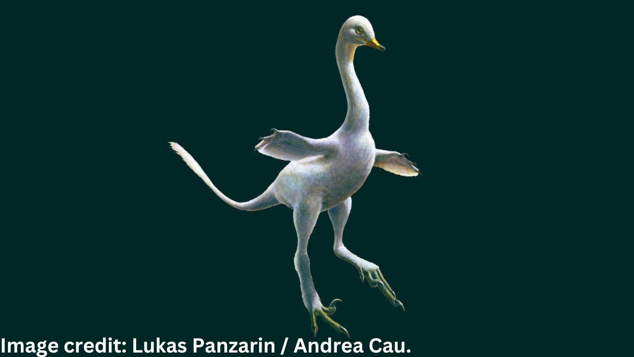 First ever duck-like dinosaur with streamlined body discovered - YouTube