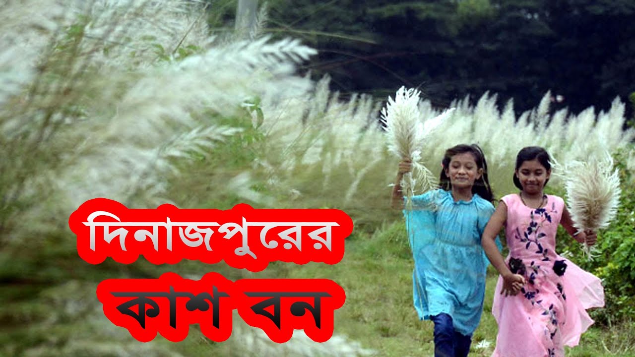 দিনাজপুরের অনেক সুন্দর কাশ ফুল দেখুন । Kash bon - YouTube