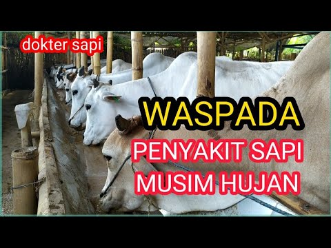 WASPADA. Penyebab Utama dan Pencegahan Penyakit sapi di Musim Hujan ...