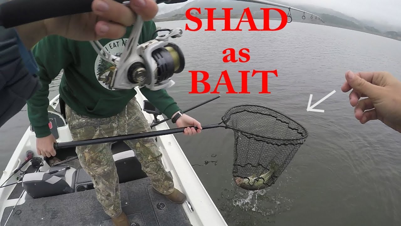 Live Shad Fishing for Big BASS - YouTube