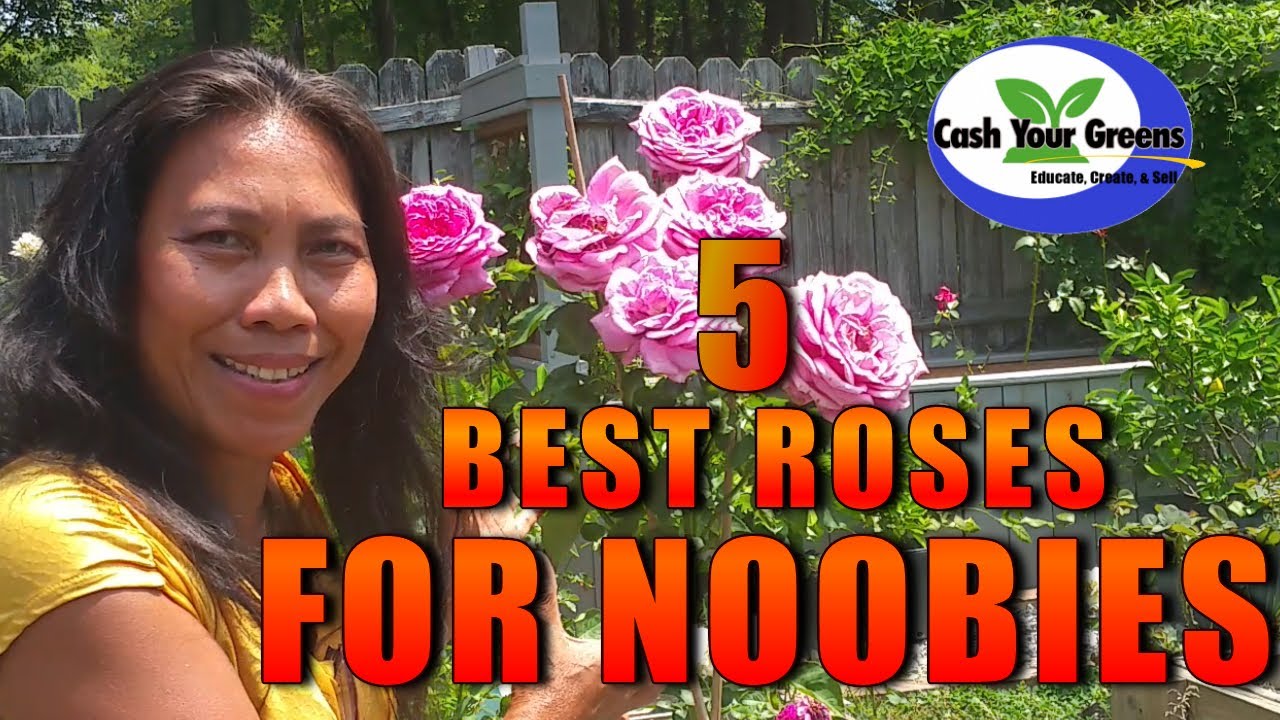 BEST GARDENING ROSES FOR BEGINNERS / - YouTube