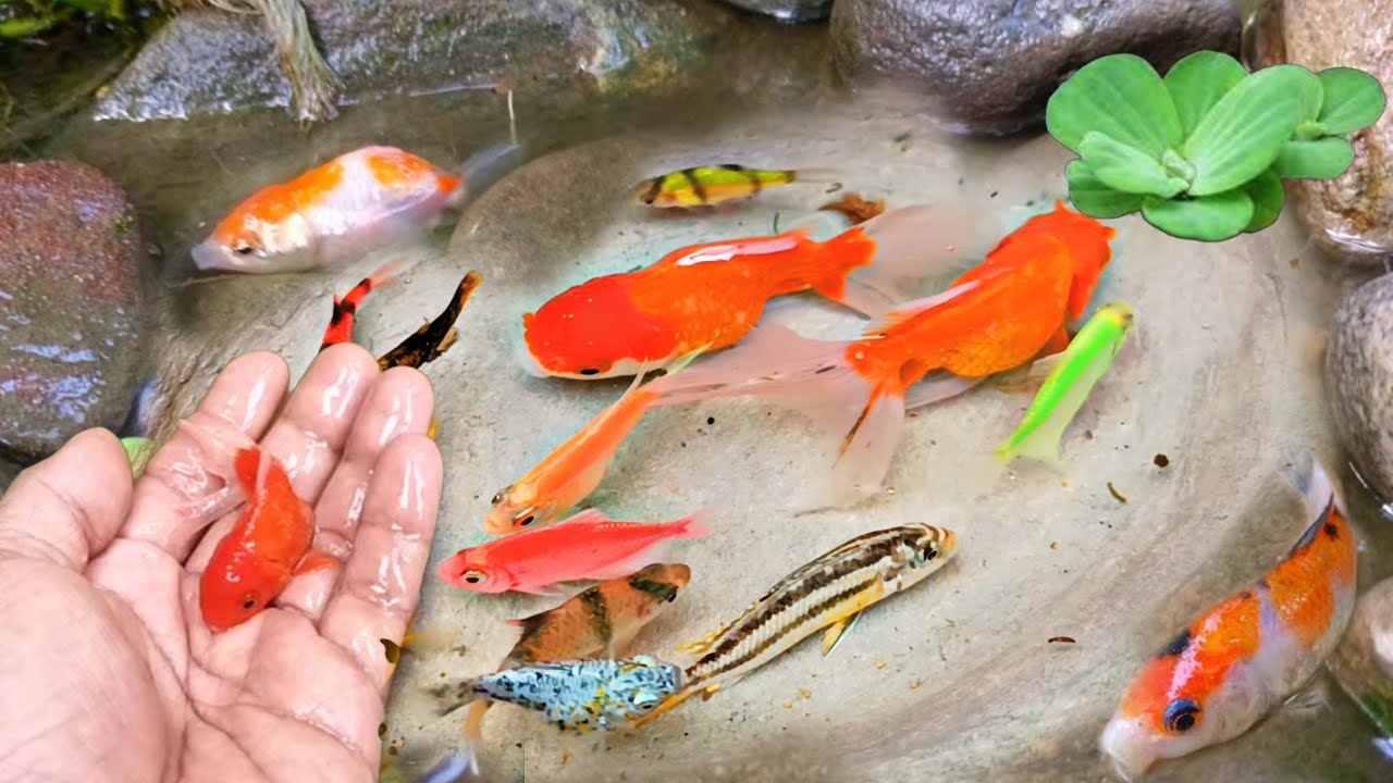 Cute Animals koi fish chef fish catfish betta fish lobster shrimp ...