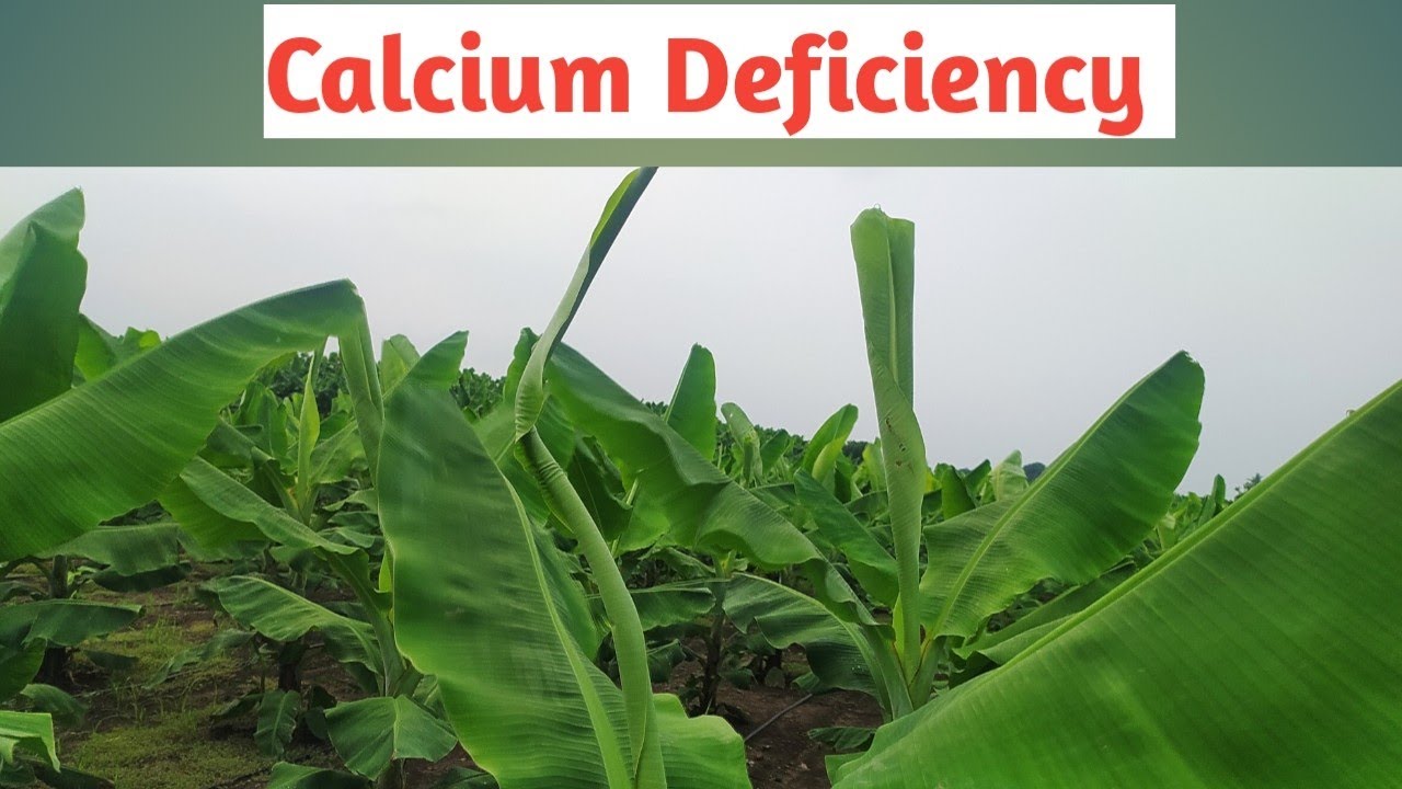 Calcium Deficiency in Banana Crop....#calcium #calciumdeficiency - YouTube