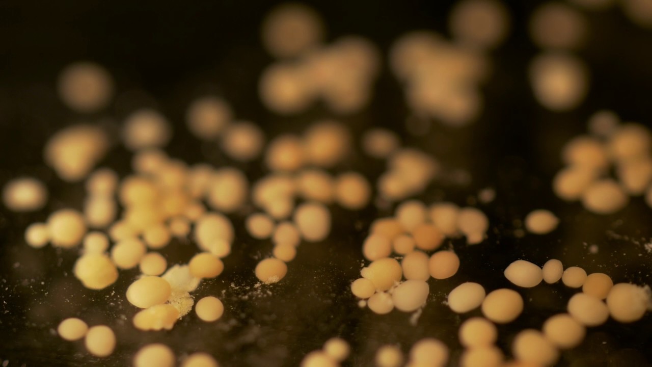 coral larvae on the move - YouTube