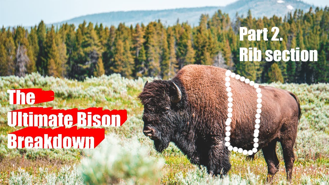 The Ultimate Bison Breakdown (Part 2) - Rib Section - YouTube