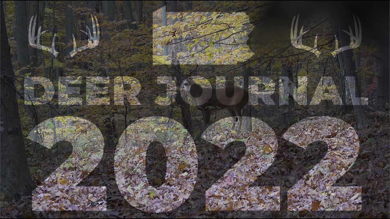 Deer Journal | November 2022 | 8 YARDS FROM BEDDED BUCK - YouTube