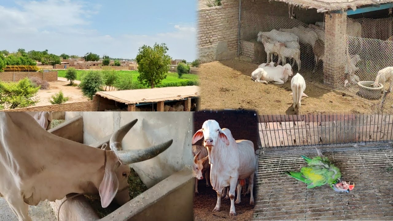 Humara 80 hazaar ka tota mar gaya 😥 #petsvlog #birds #parrot #kabootar ...