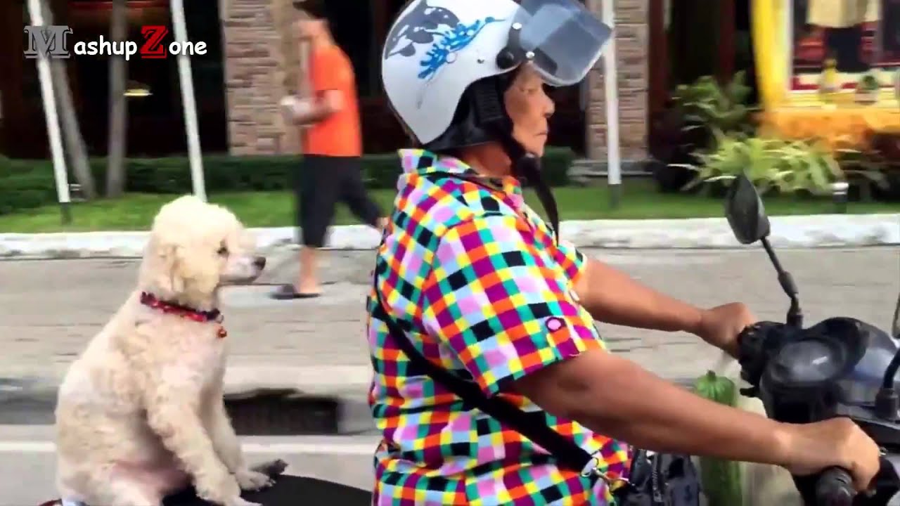 Funny Dogs Acting Like Humans Compilation 2016 NEW HD - YouTube