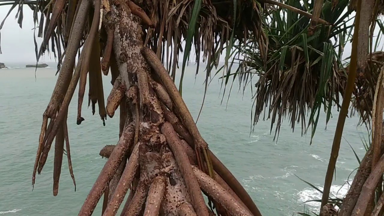 Klayar Hill Pacitan Melihat Hamparan Pantai dan Seruling Samudera ...