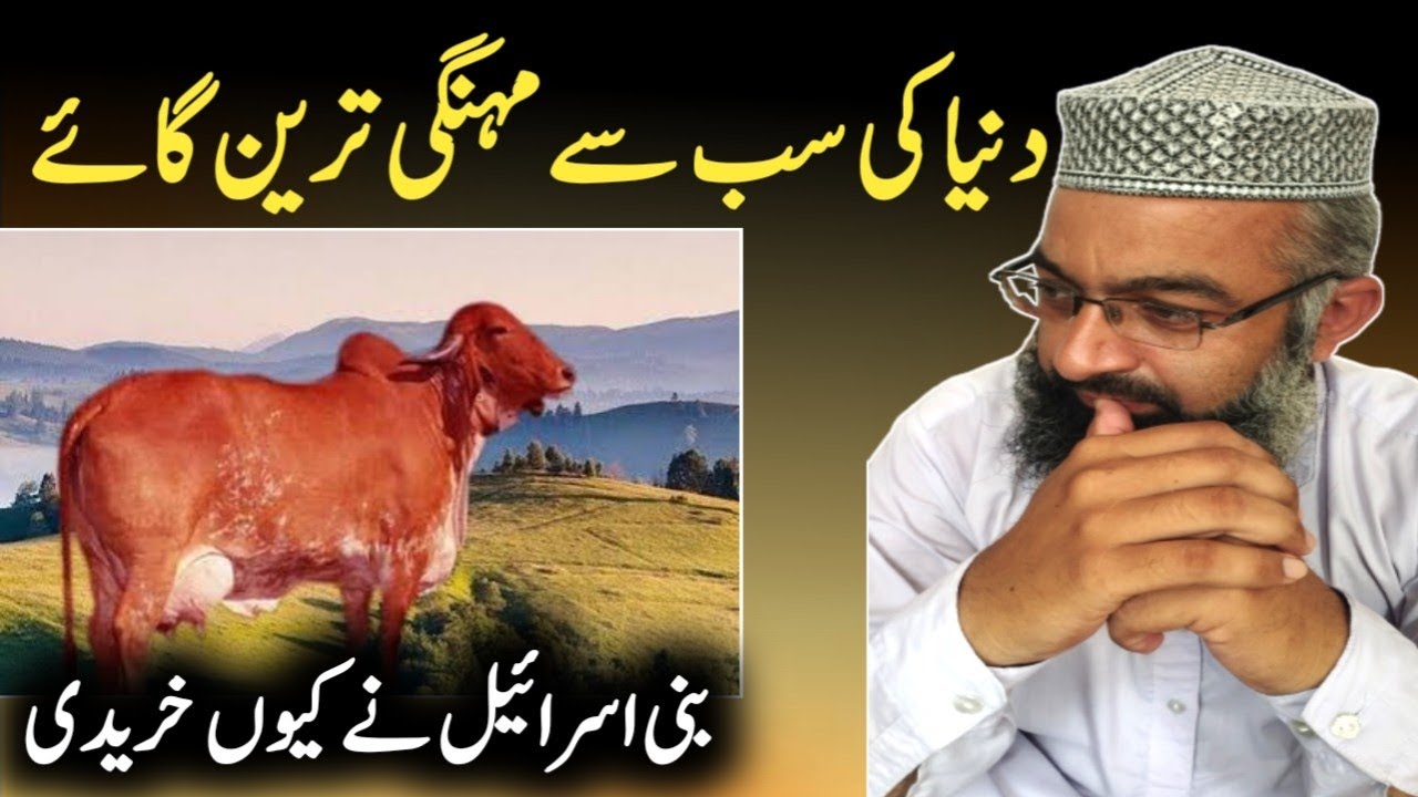 dunya ke sab say mangi gay jo k bani israeel nay kharidi - YouTube