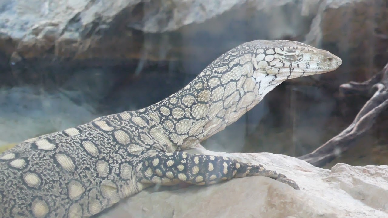 Perente Australian Monitor Lizard LA Zoo Los Angeles California USA May ...