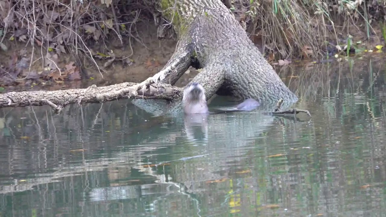 Otter Movie Dec 2019 - YouTube