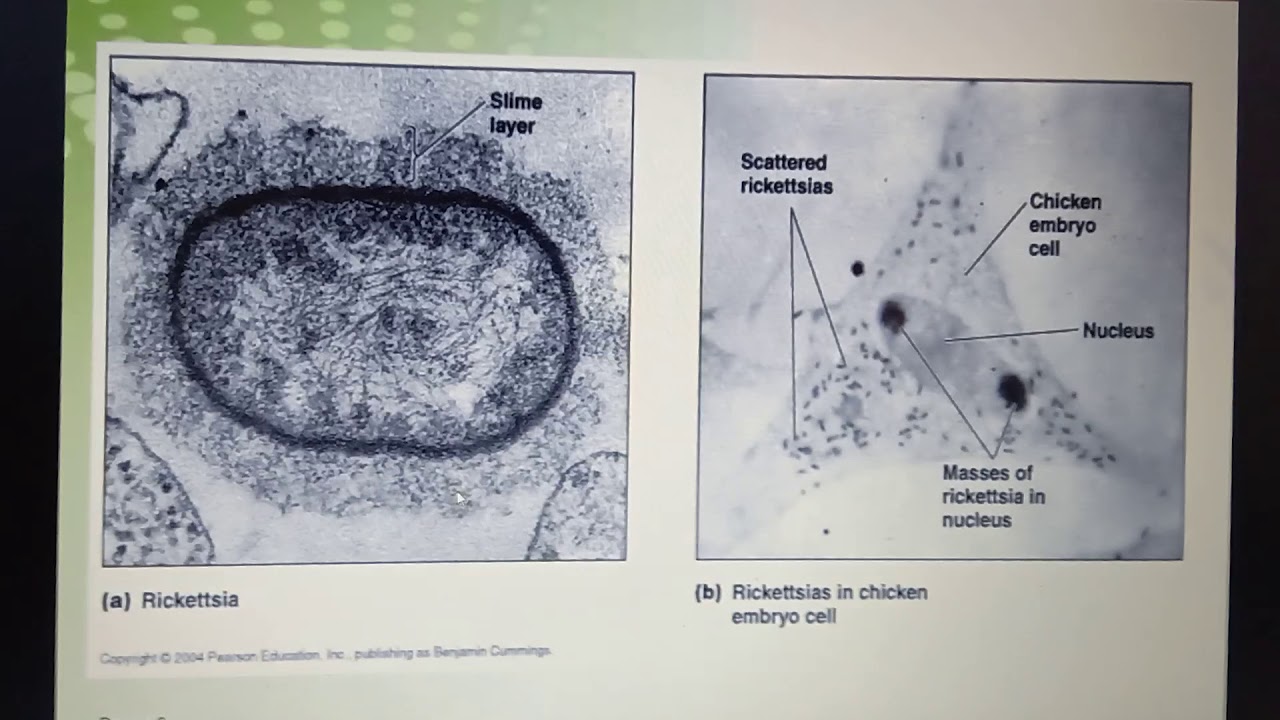 Rickettsia - YouTube