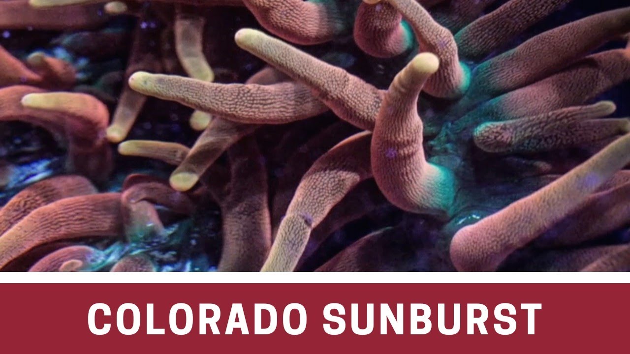 Colorado Sunburst Anemones in Stock! - YouTube