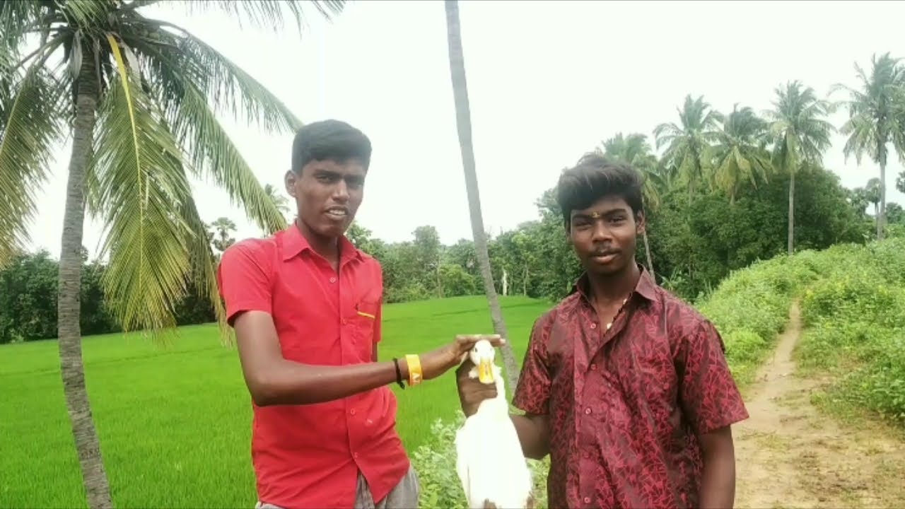 Tasty !!! DUCK BIRYANI RECIPE / Vaathu Biryani Prepared by Pullingo ...